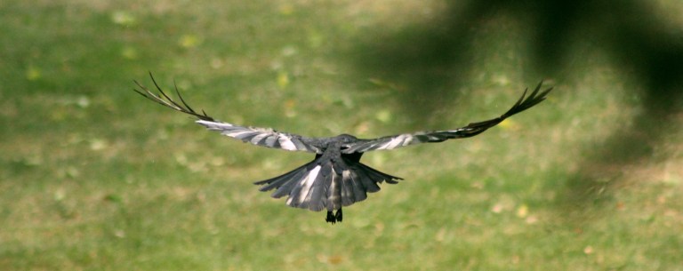 The science behind caramel crows