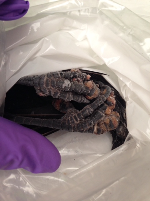 Identifying crow dieases: Avian pox