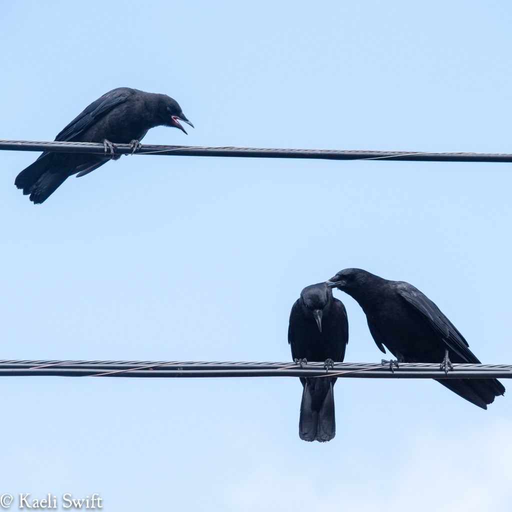 What happens to baby crows at the end of summer?