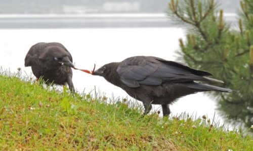 Crow curiosities: Do crows play and why?
