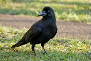 Crows are watching your language, literally