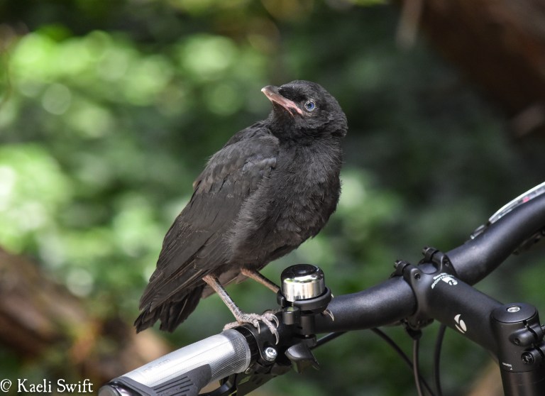 Help, I’ve found a baby crow!