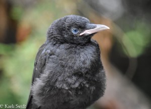 Help, I’ve found a baby crow!