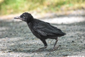 Help, I’ve found a baby crow!