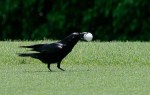 Crow curiosities: Do crows collect shiny objects?
