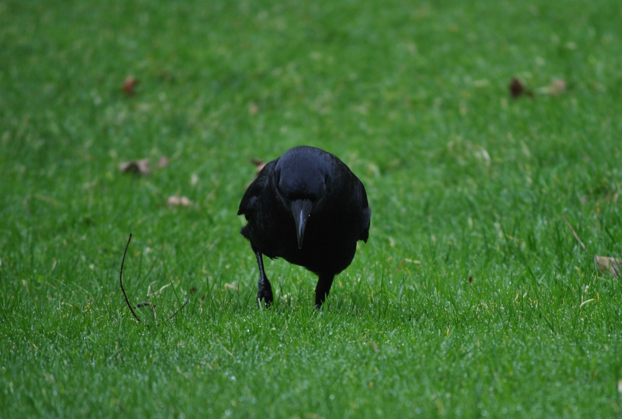 Crow curiosities: What do crows eat?