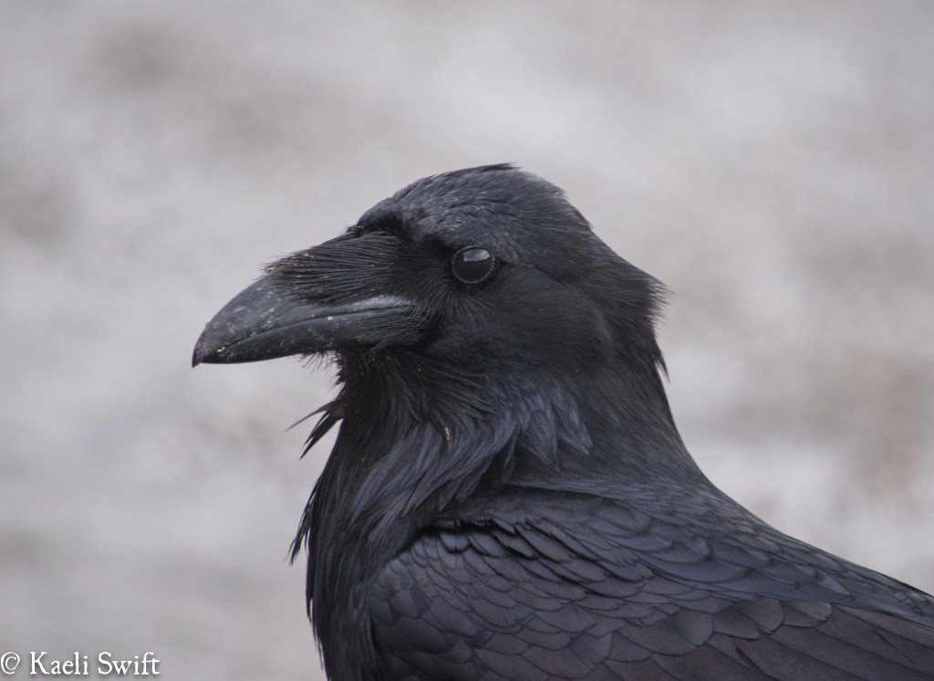 Raven behavior