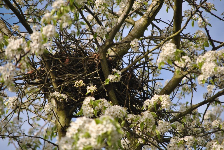 Everything you want to know about crow nests