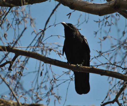 Everything you want to know about crow nests