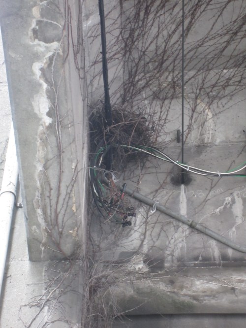 Everything you want to know about crow nests