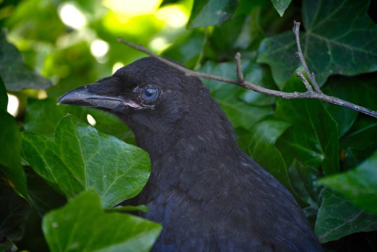 5 reasons to leave baby crows alone