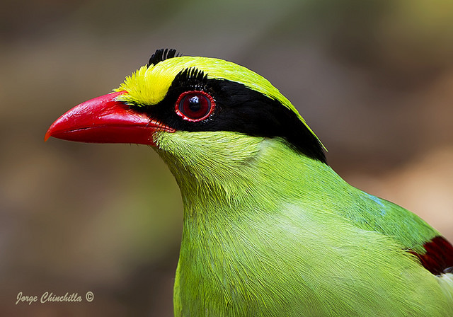 15 of the prettiest corvids from around the world