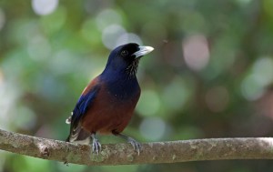 15 of the prettiest corvids from around the world