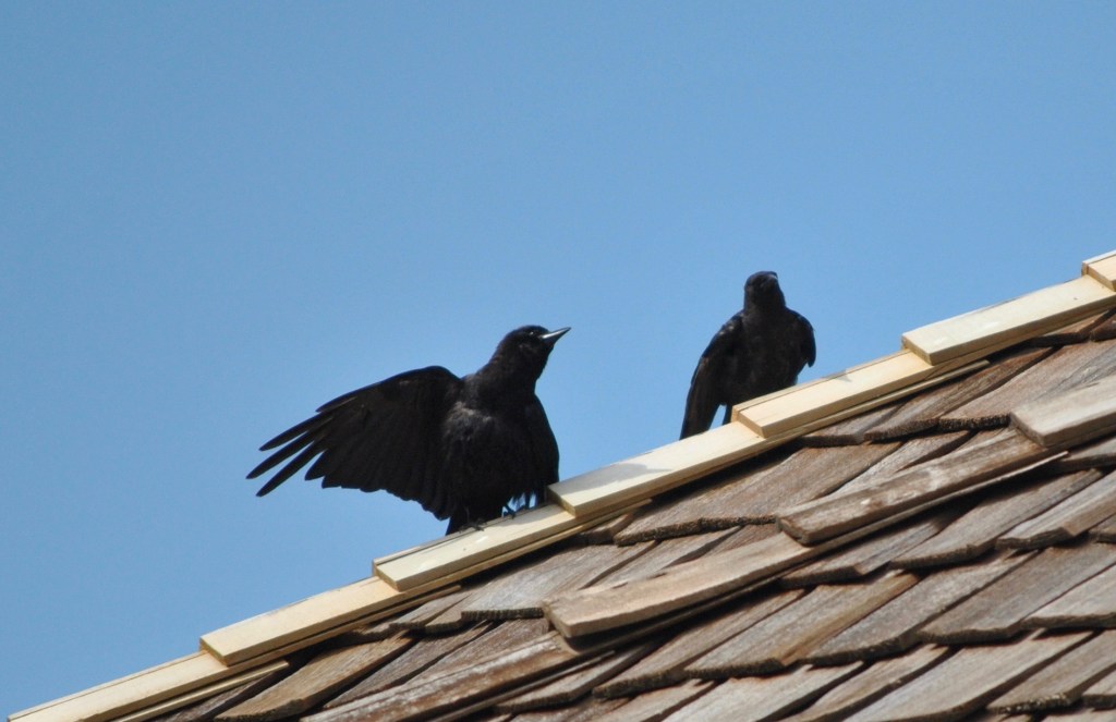 crow behavior
