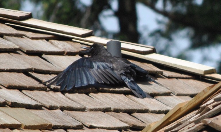 crow behavior