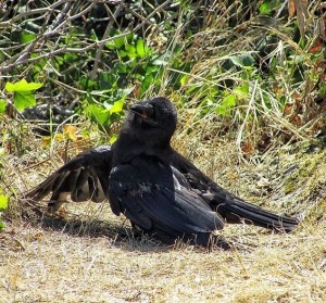 crow behavior