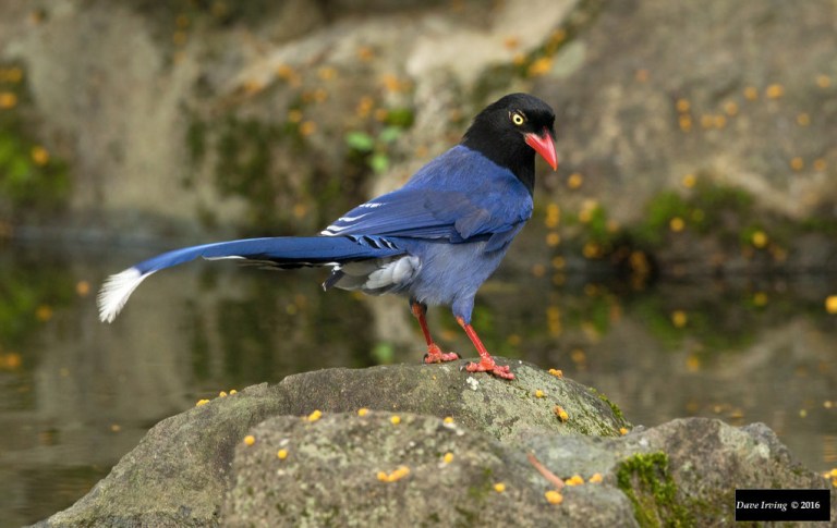 15 of the prettiest corvids from around the world