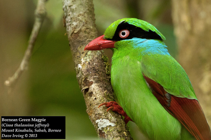 The science behind caramel crows