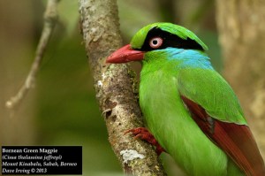 15 of the prettiest corvids from around the world