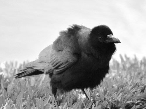 How crows cope with storms