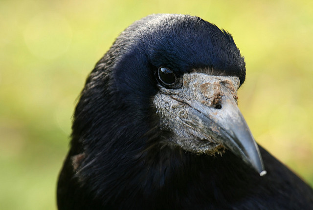 Corvid of the month: Rooks