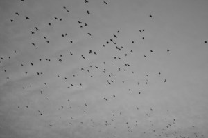 15,000 crows