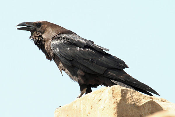 The science behind caramel crows