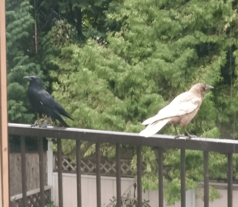 The science behind caramel crows