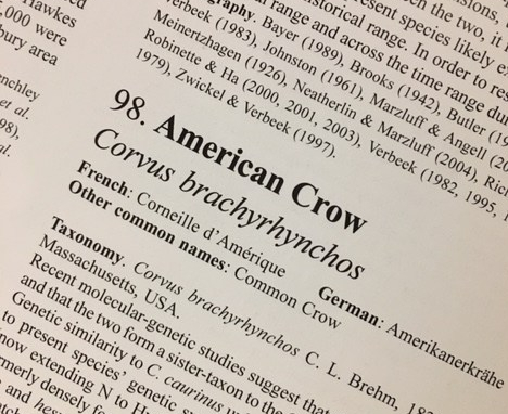What’s in a (corvid) name?