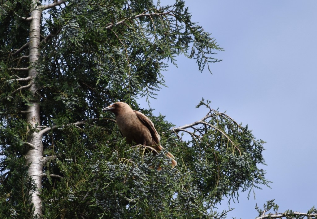 My first caramel crow
