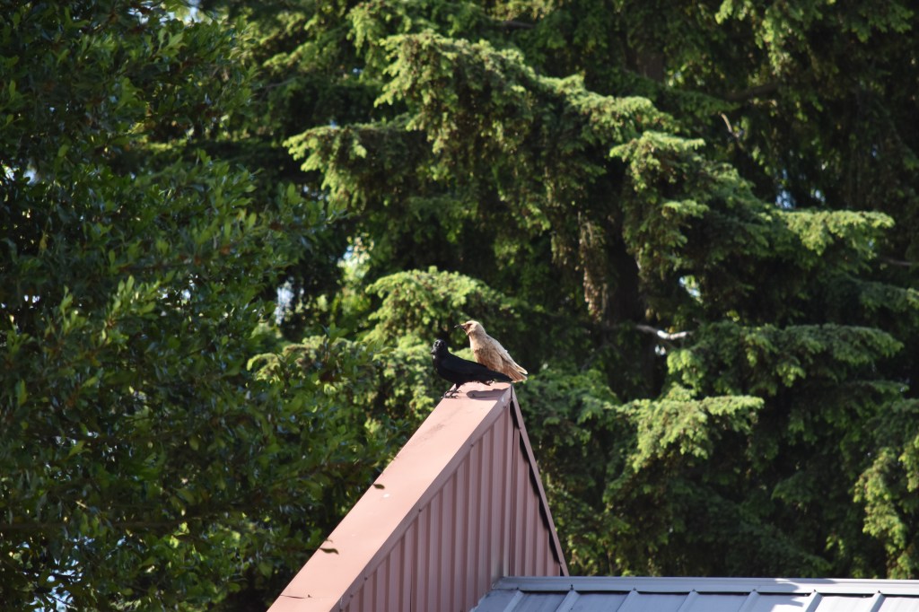 My first caramel crow