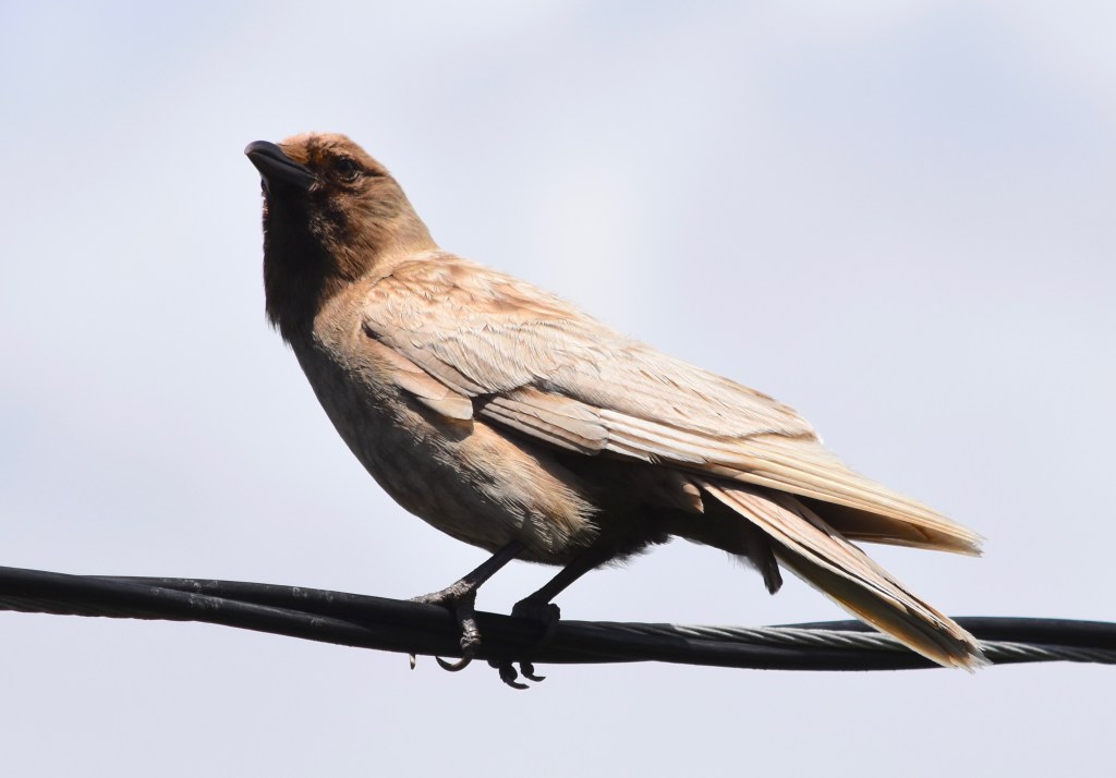 My first caramel crow