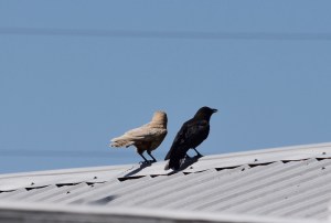 My first caramel crow