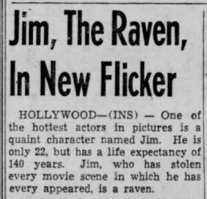 It’s a wonderful raven’s life