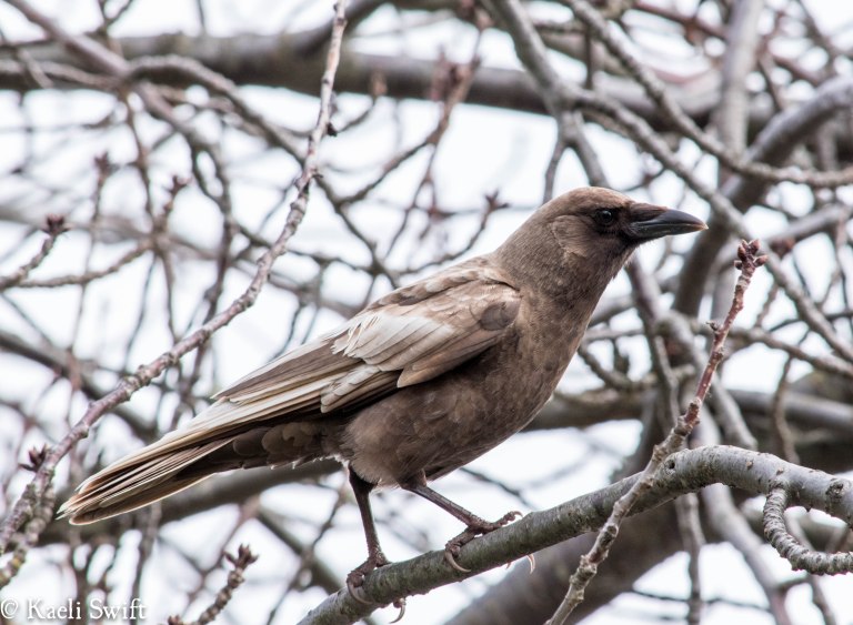leucistic crow