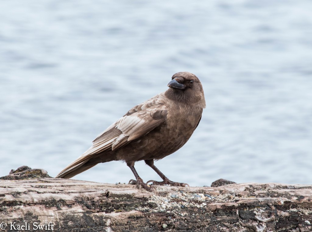 The science behind caramel crows