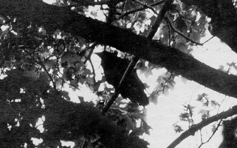Can crows and ravens hybridize?
