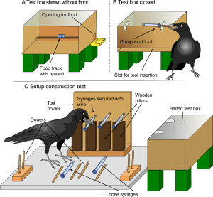 Raven behavior