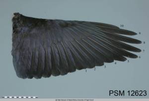 A matter of a pinion