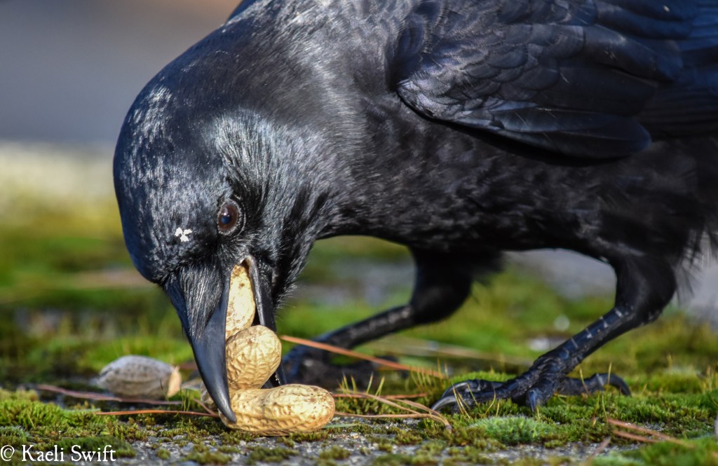 Crow Vocalizations Part I: New Science