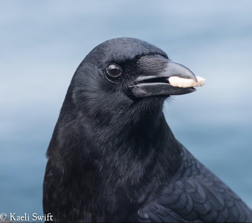 Crow Vocalizations Part I: New Science