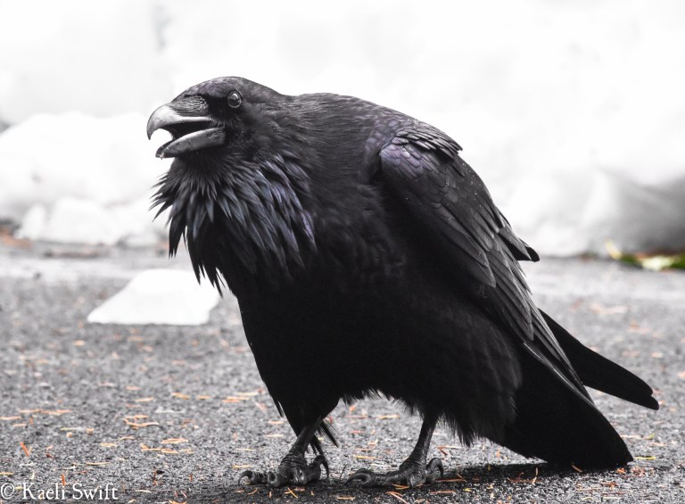 The definitive guide for distinguishing American crows & common ravens