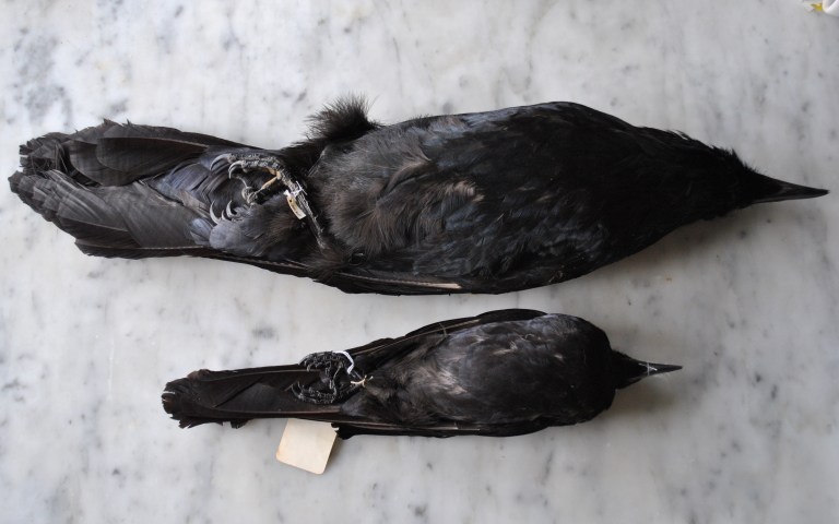 The definitive guide for distinguishing American crows & common ravens