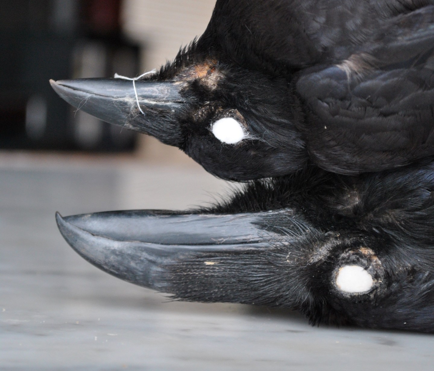Raven behavior