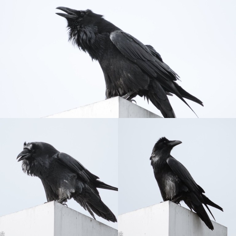 The definitive guide for distinguishing American crows & common ravens