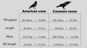 Raven behavior