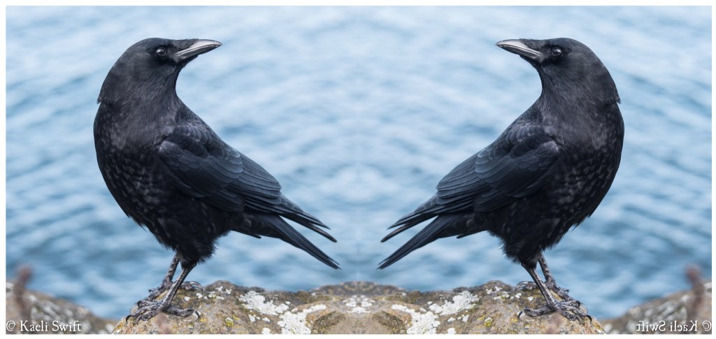 A tale of two crows: northwestern vs. American