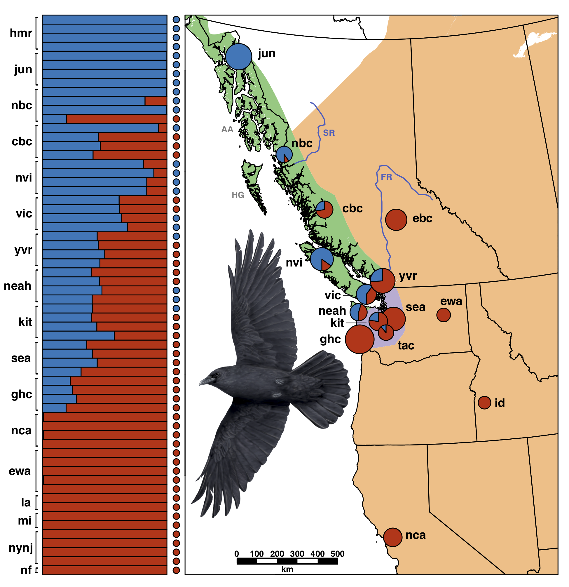 A tale of two crows: northwestern vs. American