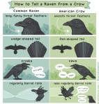 Raven behavior