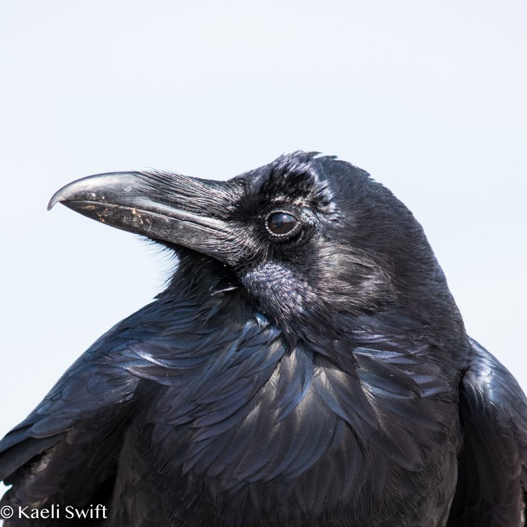 Are ravens smarter than a___?